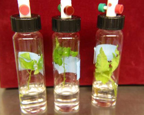 Pollution-fighting plants | Innovation Essence
