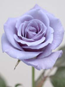 First Genetically Modified Blue rose. | Innovation Essence