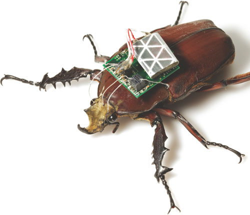 New Technology Creates "Cyborg Insects" | Innovation Essence