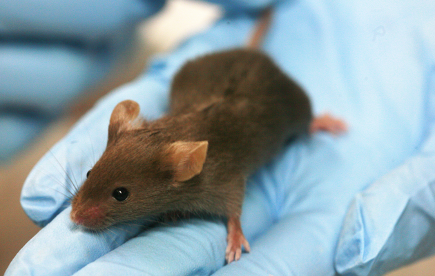 Smart Mice with half Human brain | Innovation Essence