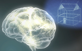Harvard Study On Brain Architecture | Innovation Essence