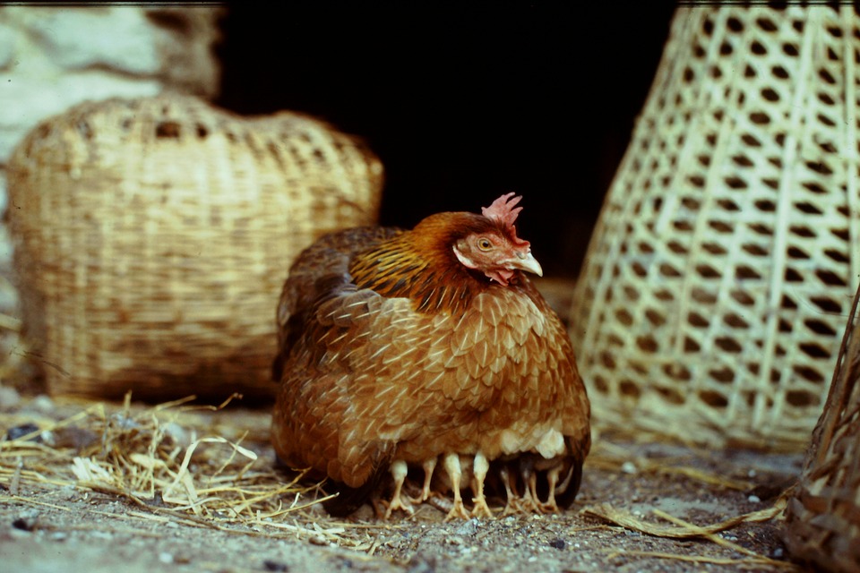 SuperMeat: A Potential Solution to An Age Old Problem | Innovation Essence