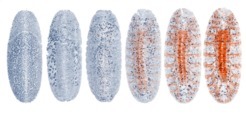 Light sheet microscopy is a powerful method for imaging the development ...