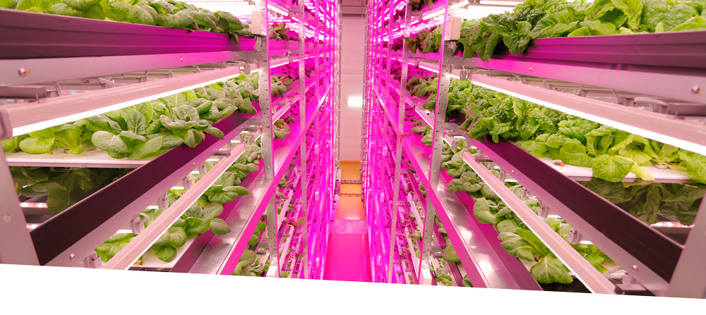 Indoor large scale food farming is a growing global trend | Innovation ...