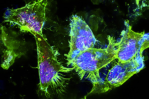 3D cell culture is an artificially-created environment in which ...