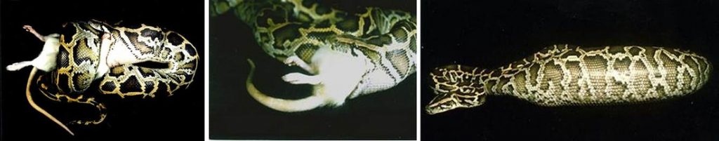 University of Texas researcher have identified how pythons regenerate ...