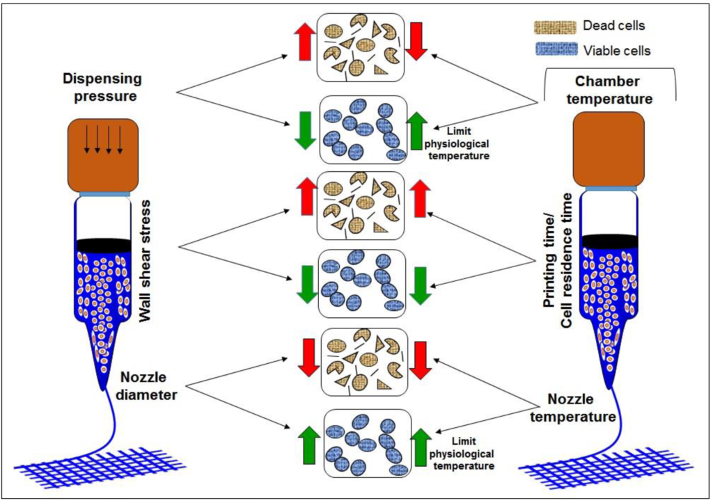 'Bio-inks' - materials used to produce engineered / artificial live ...