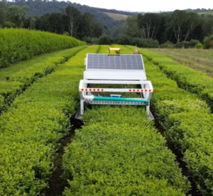 ‘Teabot’ – robotic tea harvester | Innovation Essence